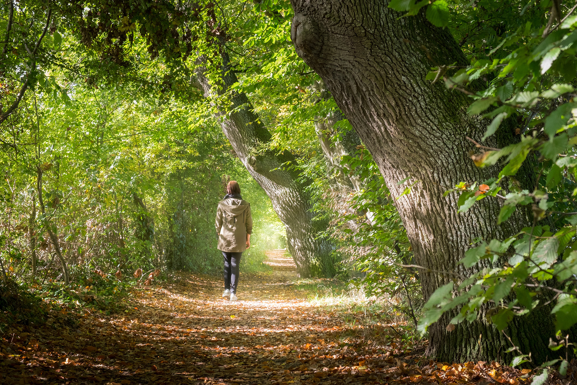 Les bienfaits insoupçonnés de la forêt sur la santé - Mobilité Club